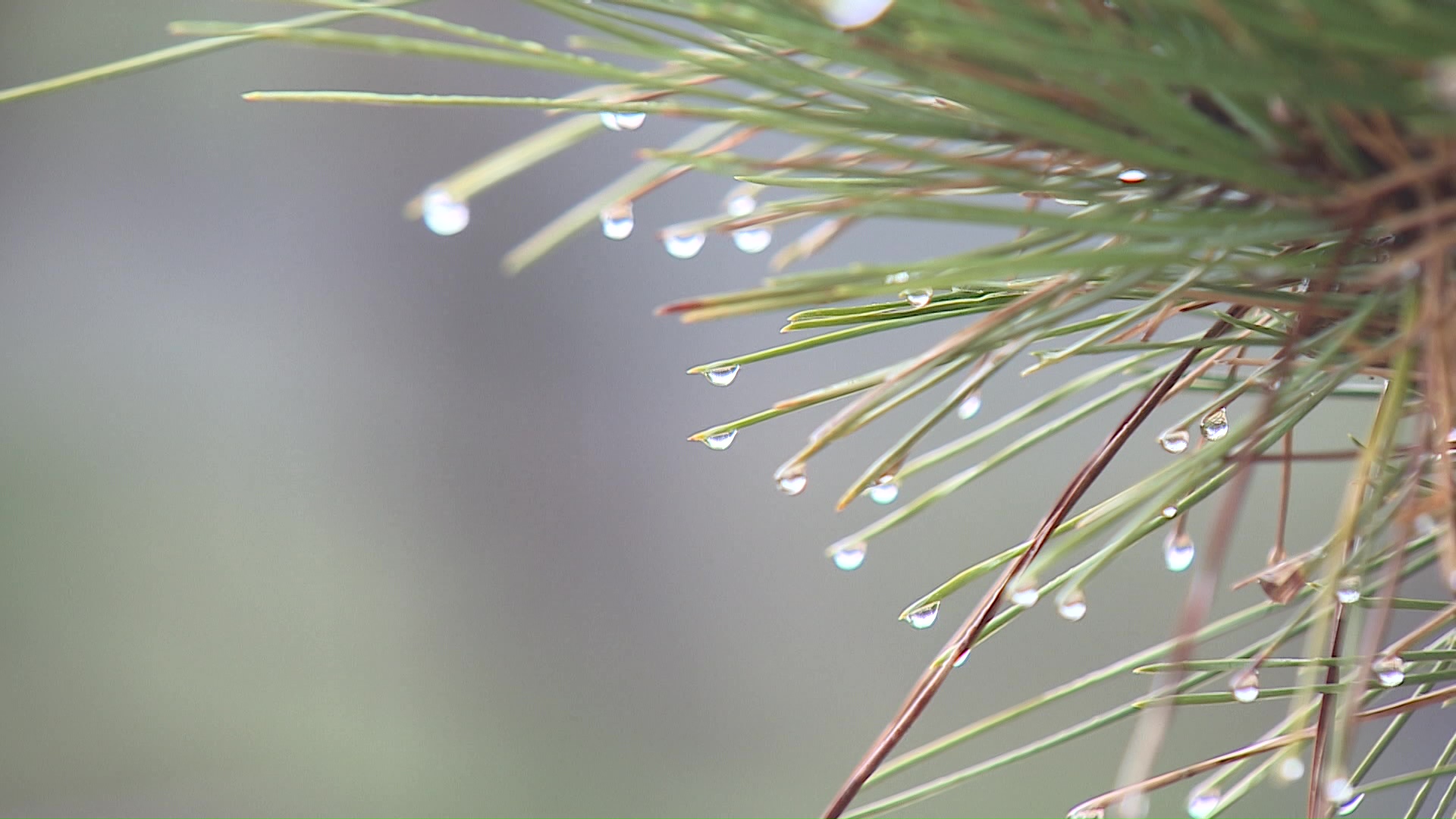 전국 구름 많고 비…'더위는 계속 이어져'